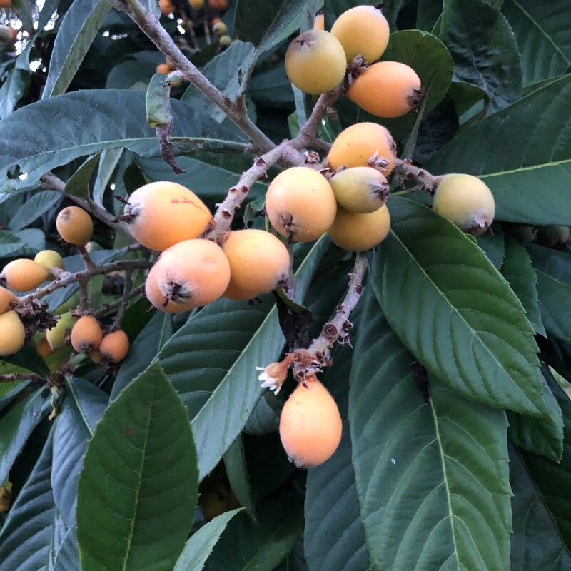 Loquat - Etsy