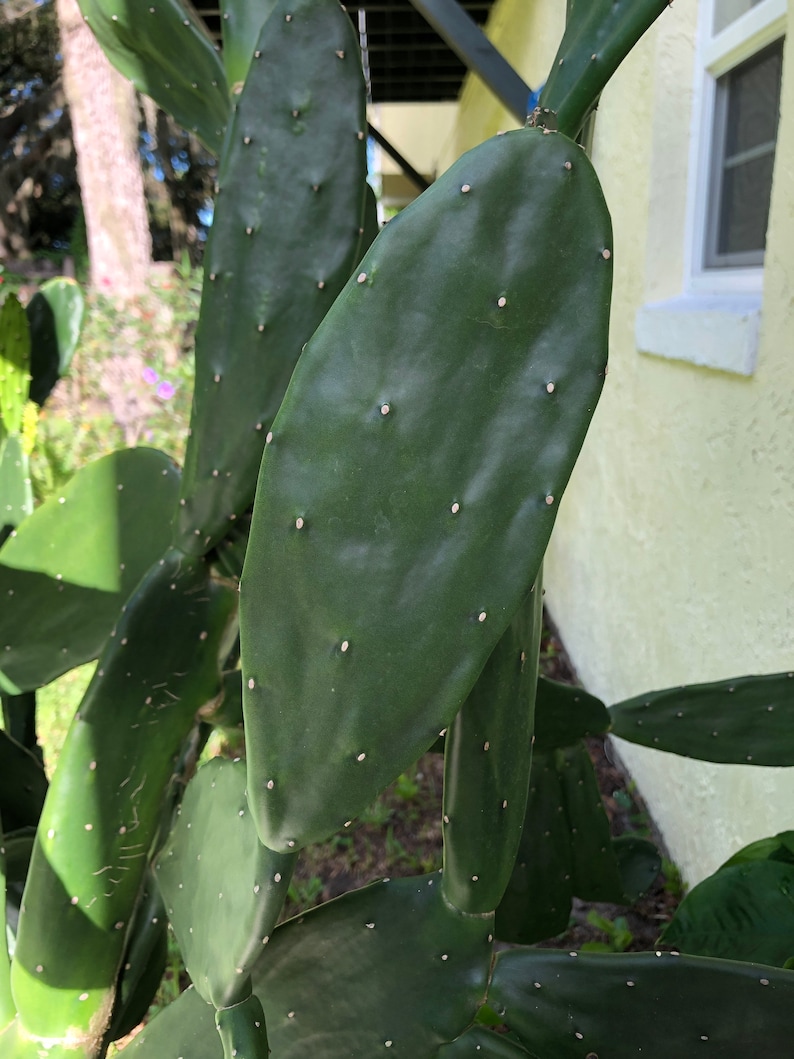 Prickly Pear Cactus spineless Edible Nopales 1 Large Pad - Etsy