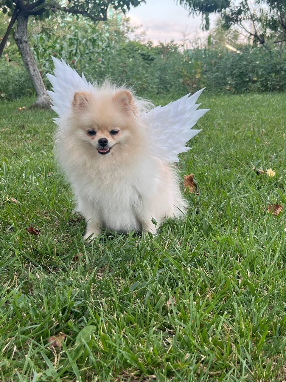 White Angel Wings for Pets - Perfect for Dogs and Cats, Costume ...