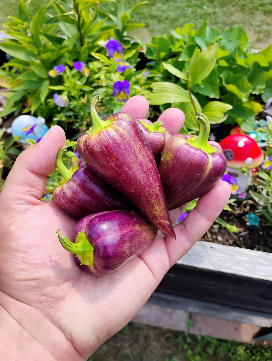 Violet Sparkle Pepper Seeds Pack Sweet Purple Peppers - Etsy