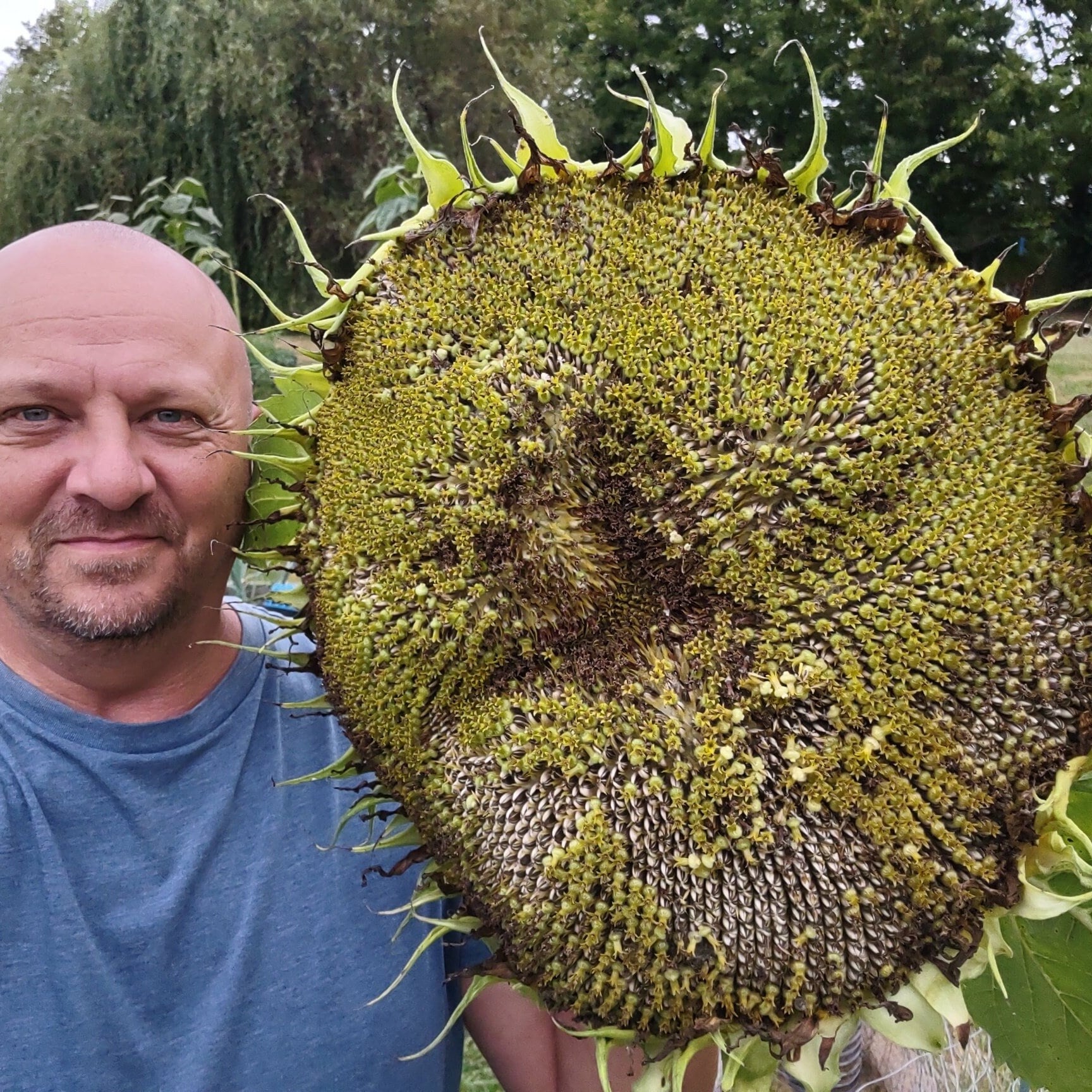 Sunflower Mammoth Seeds Pack of 25 - Etsy