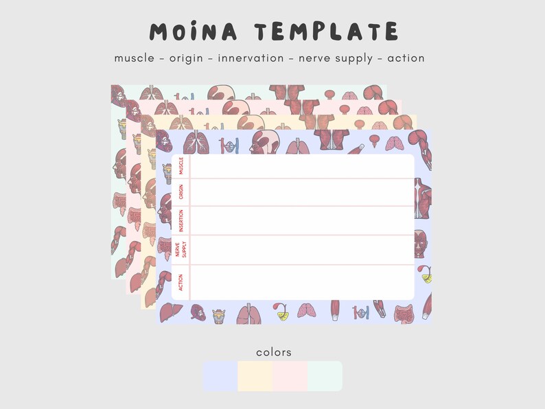 MOINA Template/ Muscle Anatomy Template/ Muscle Origin Insertion Nerve ...
