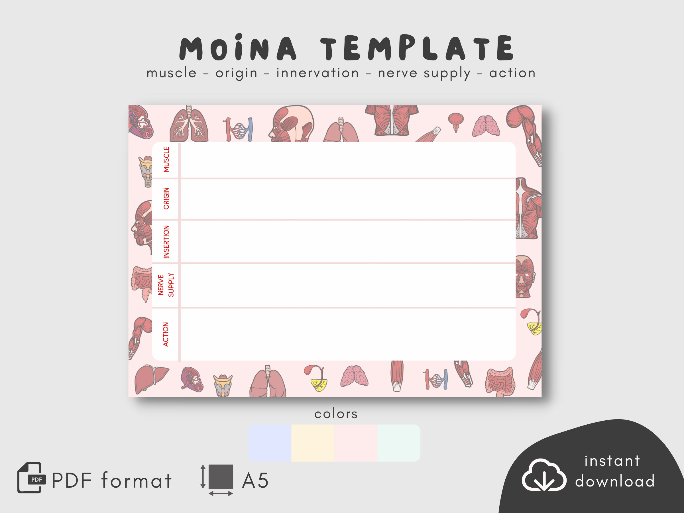 MOINA Template/ Muscle Anatomy Template/ Muscle Origin Insertion Nerve ...