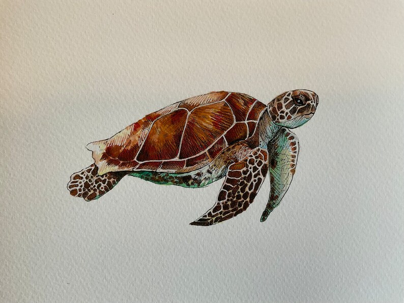 HAND DRAWN Turtle Art Print - Etsy