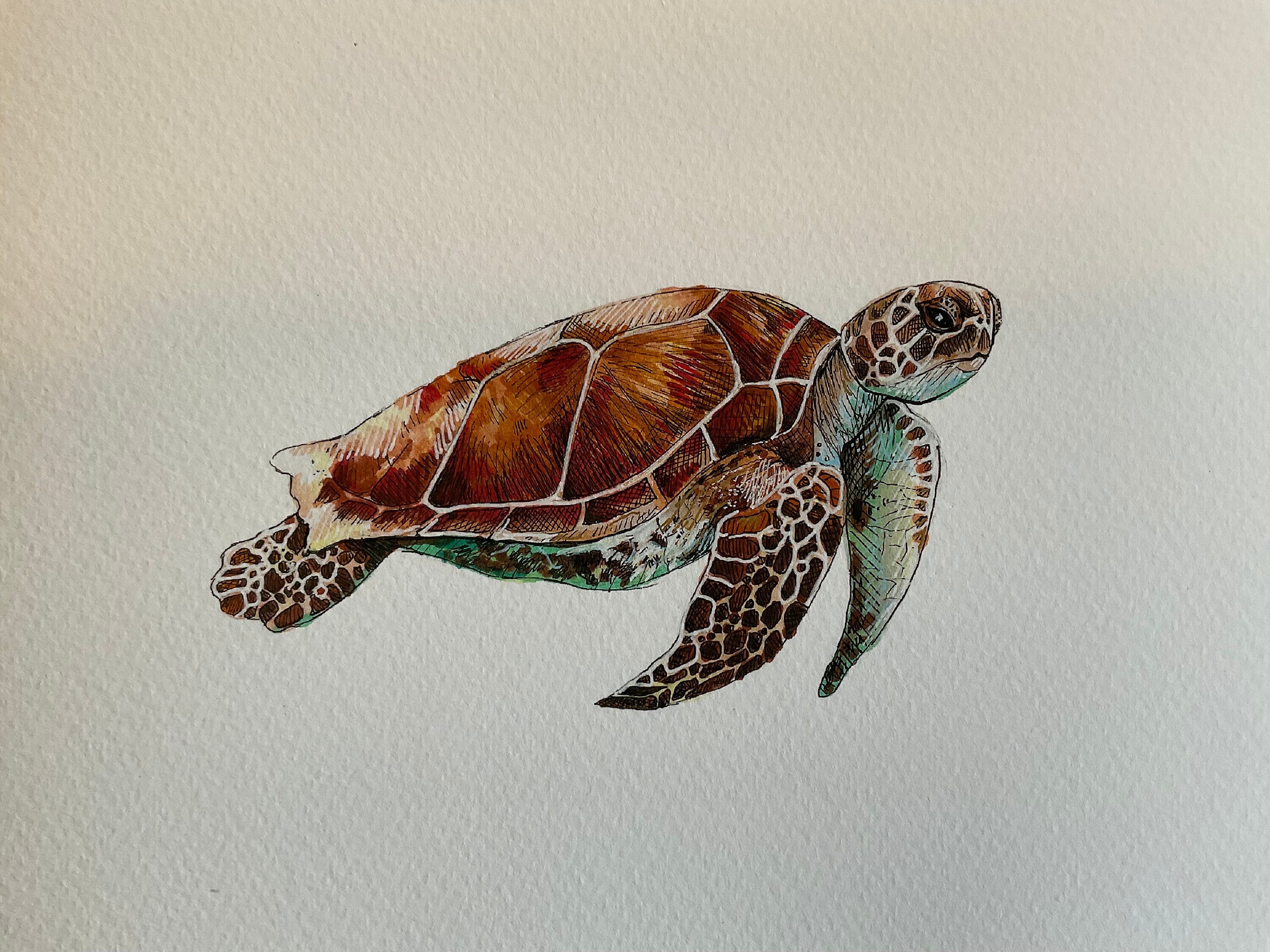 HAND DRAWN Turtle Art Print - Etsy