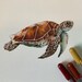 HAND DRAWN Turtle Art Print - Etsy