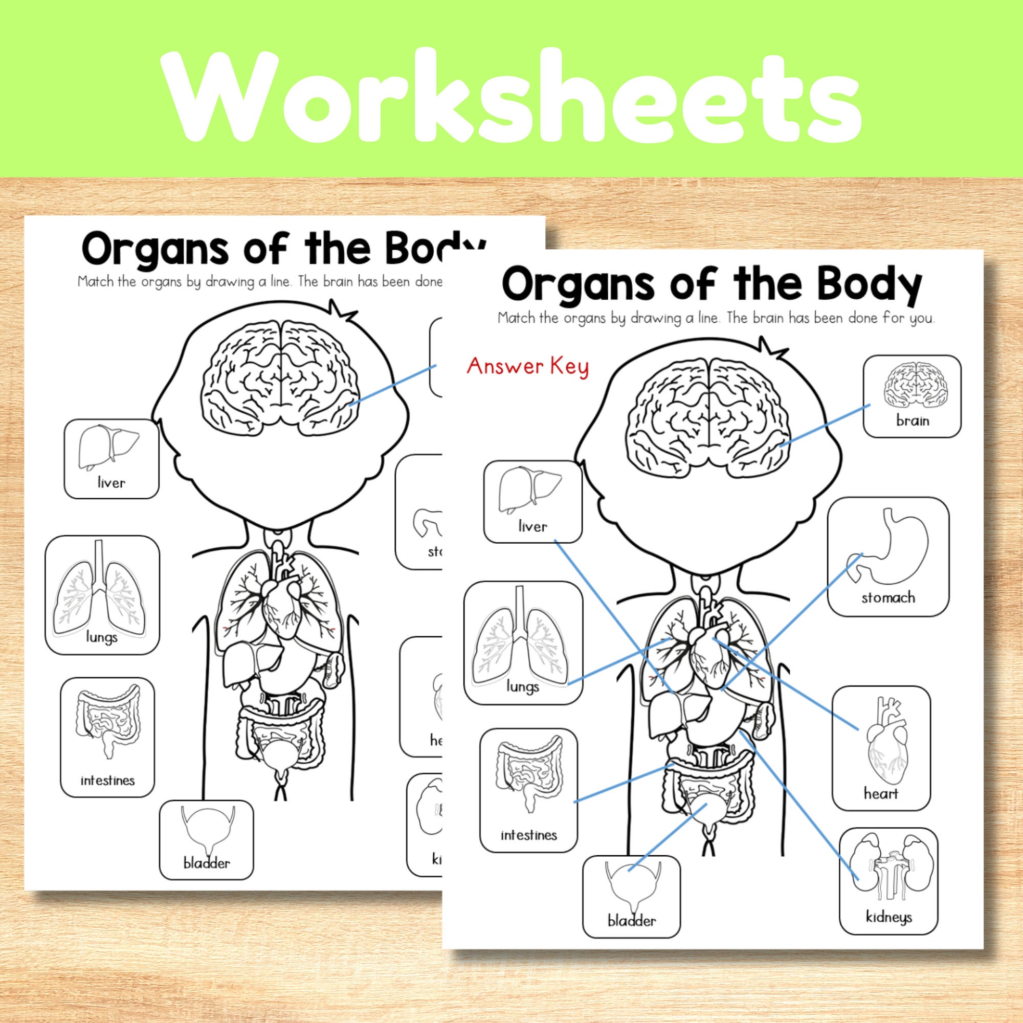 Human Body Organs Interactive Cut and Paste Worksheets - Etsy