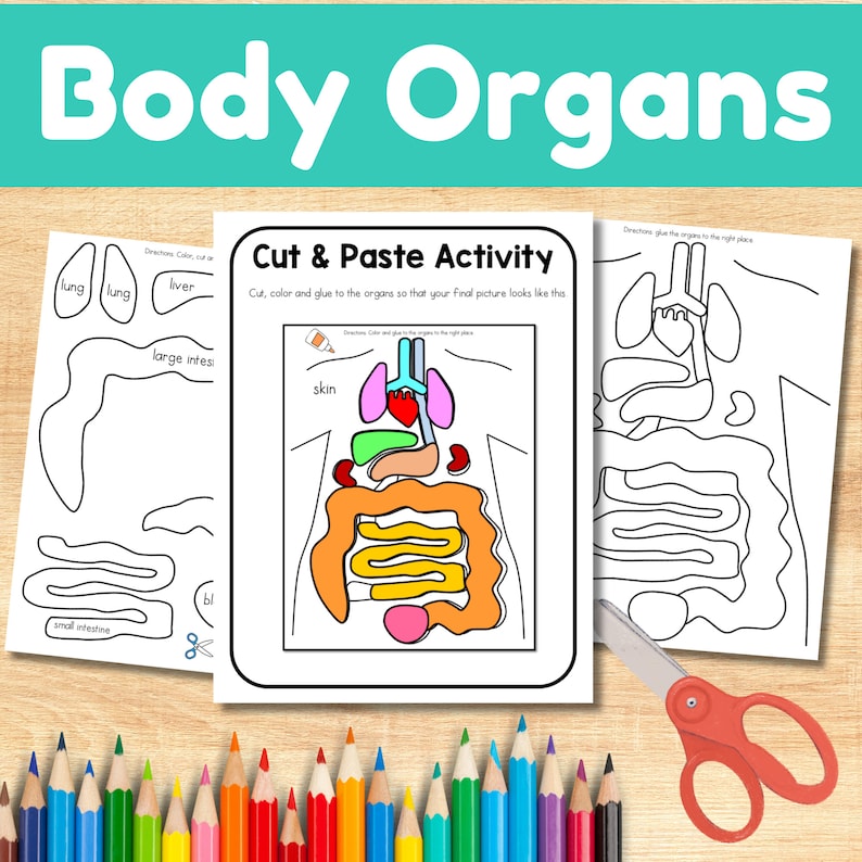 Human Body Organs Interactive Cut and Paste Worksheets - Etsy
