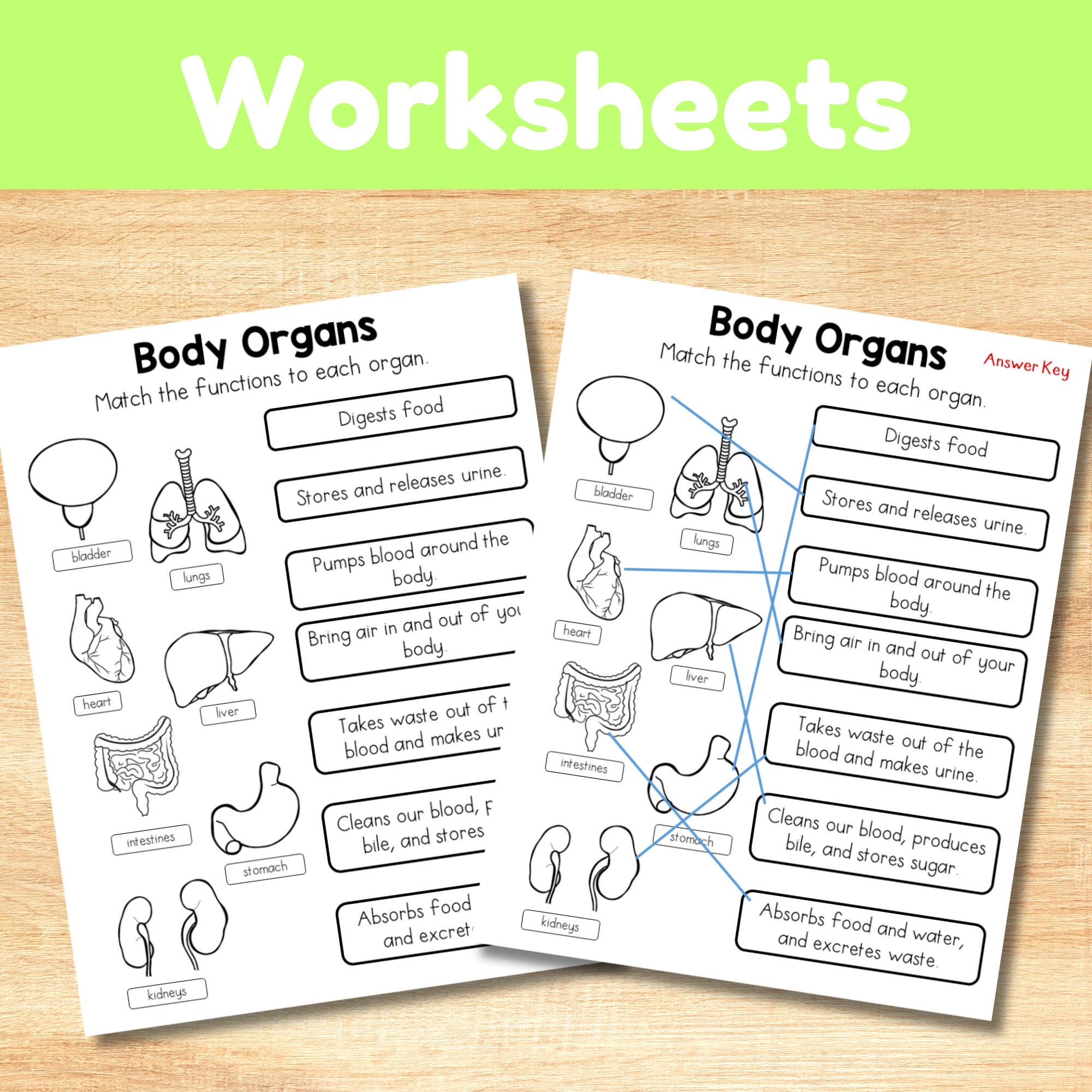 Human Body Organs Interactive Cut and Paste Worksheets - Etsy
