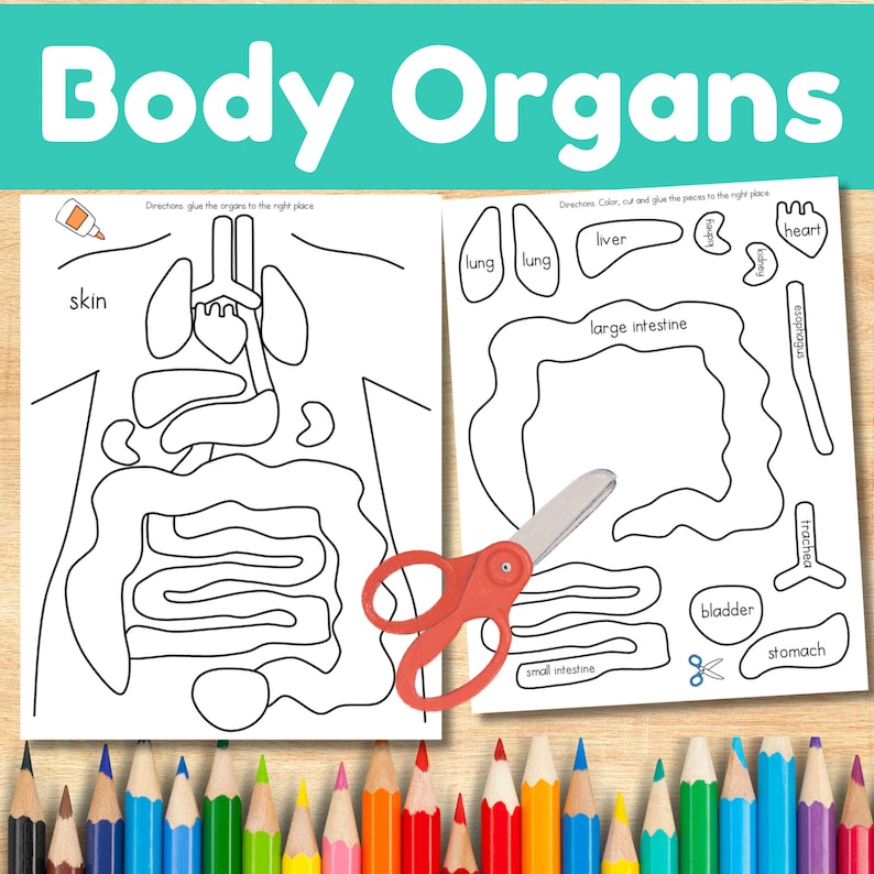 Human Body Organs Interactive Cut and Paste Worksheets - Etsy