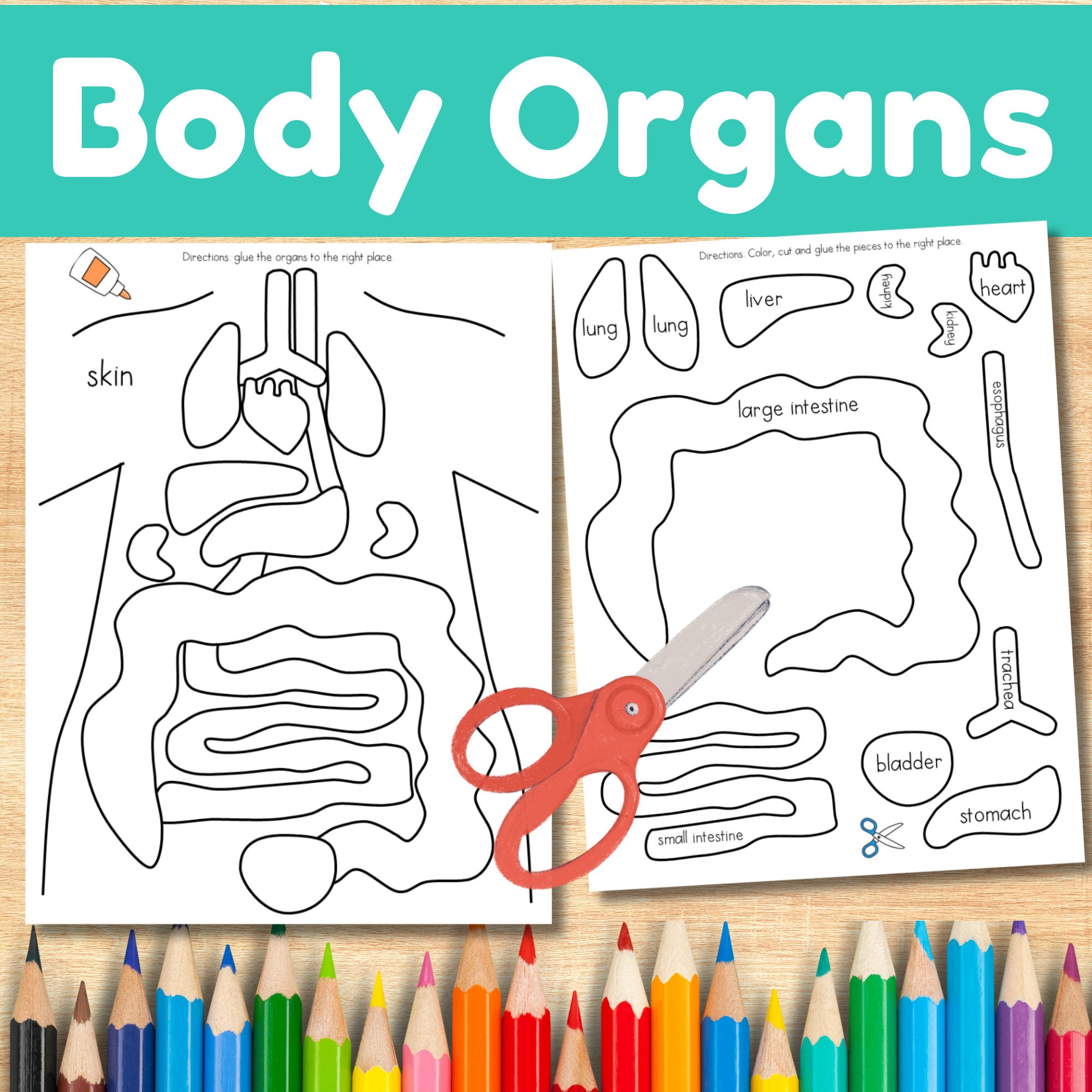 Human Body Organs Interactive Cut and Paste Worksheets - Etsy