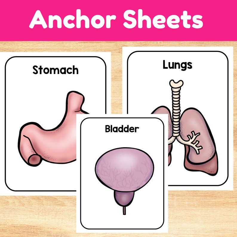 Human Body Organs Interactive Cut and Paste Worksheets - Etsy