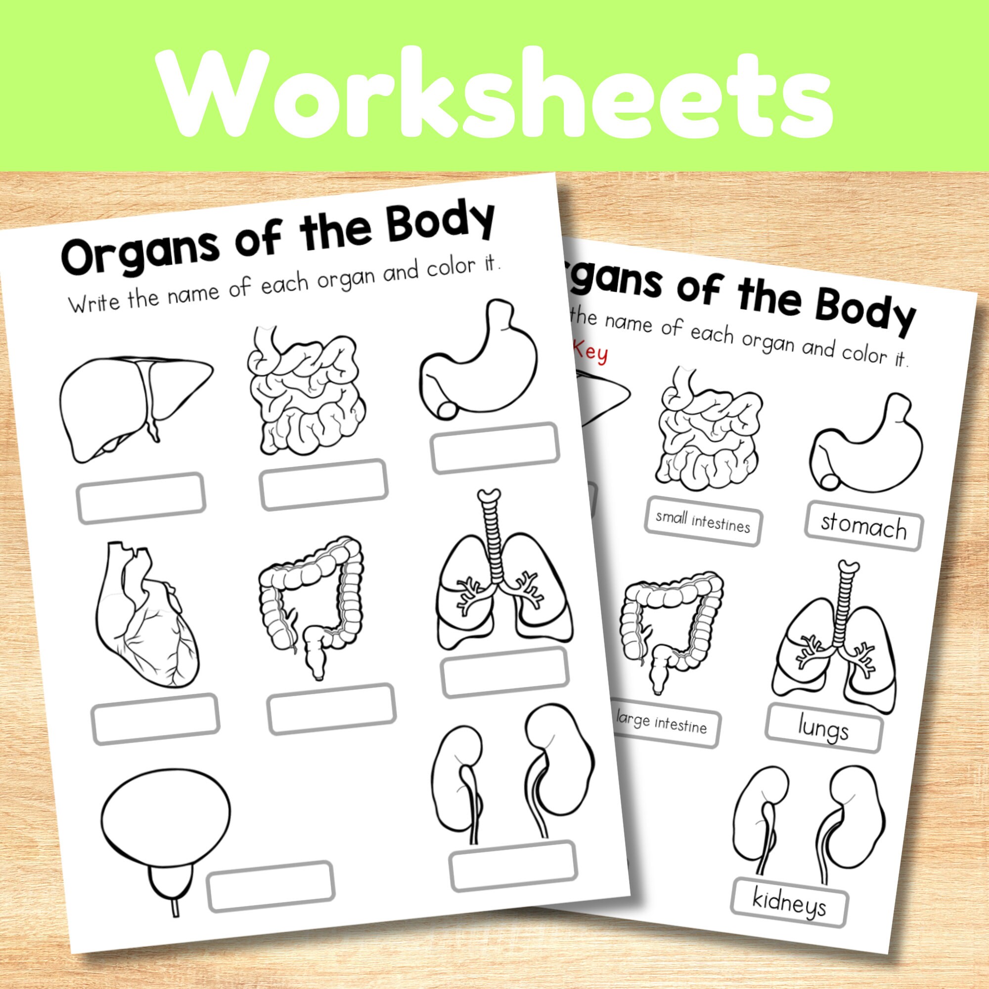 Human Body Organs Interactive Cut and Paste Worksheets - Etsy