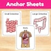 Human Body Organs Interactive Cut and Paste Worksheets - Etsy