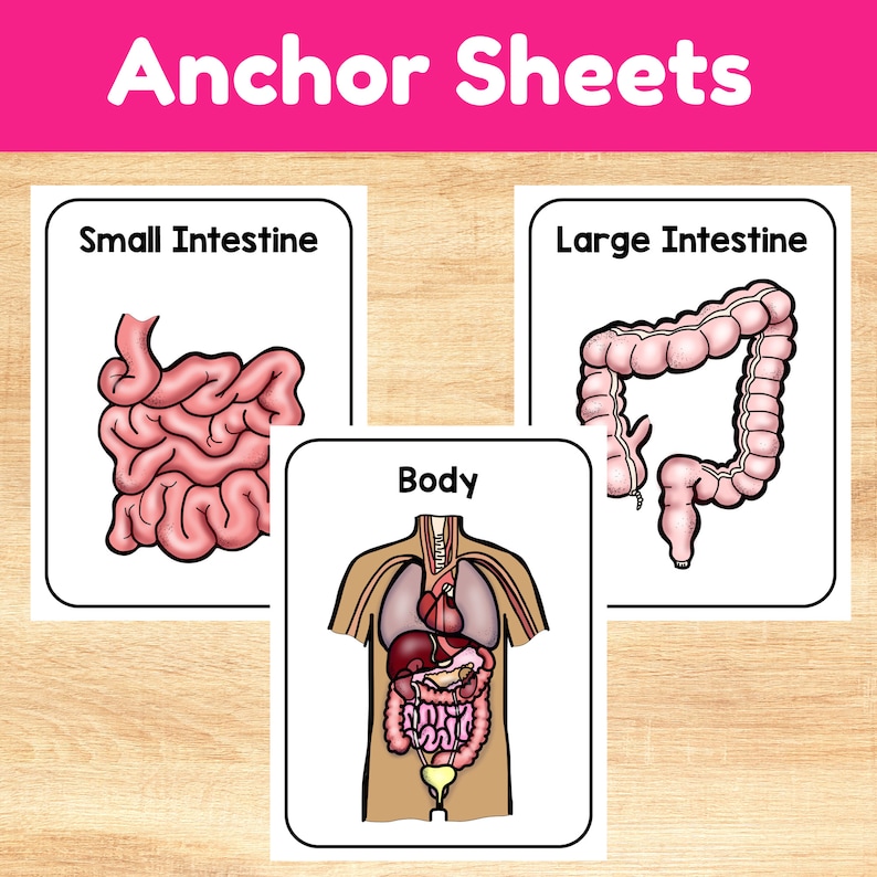 Human Body Organs Interactive Cut and Paste Worksheets - Etsy