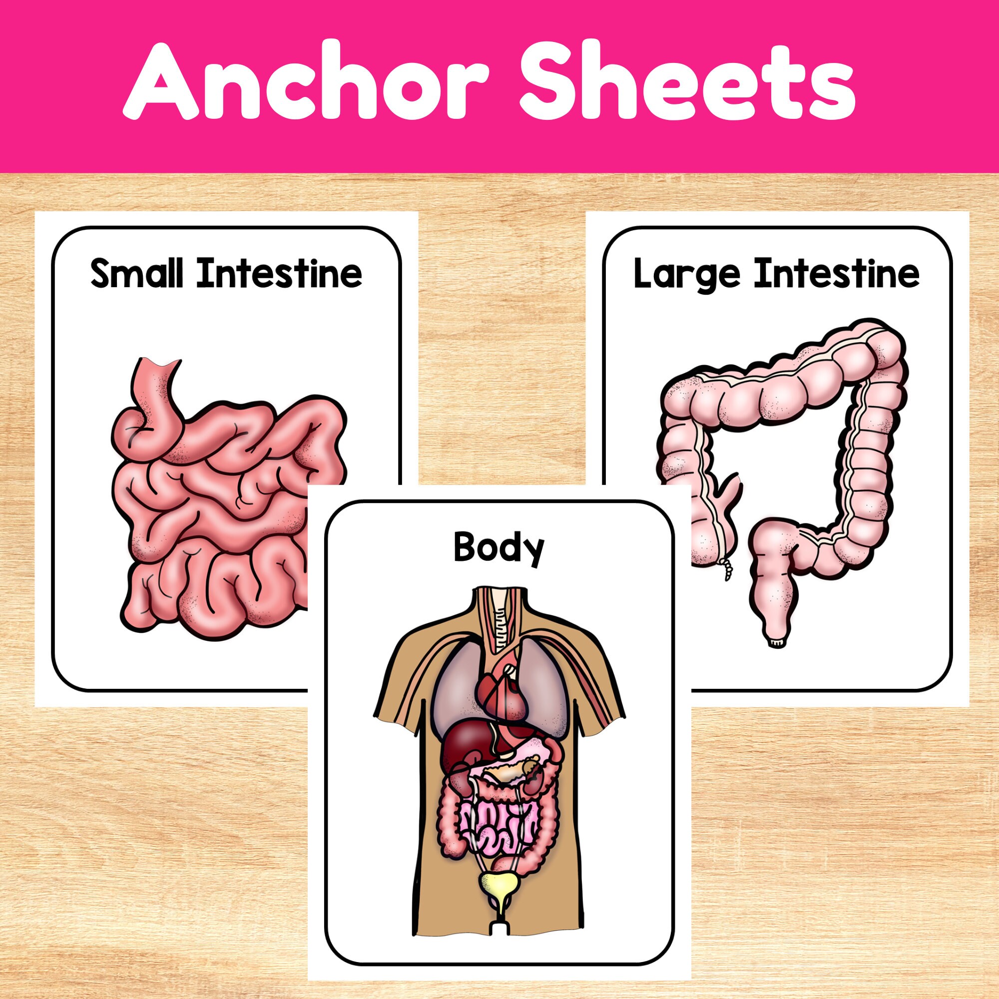 Human Body Organs Interactive Cut and Paste Worksheets - Etsy
