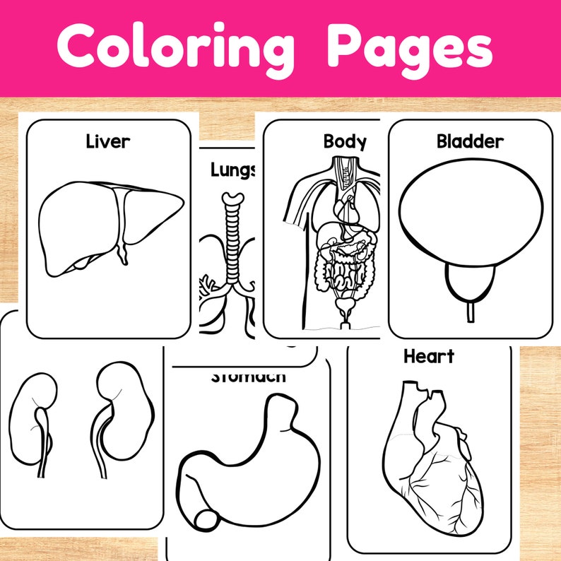 Human Body Organs Interactive Cut and Paste Worksheets - Etsy