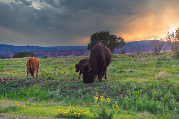 Buffalo and Sunset Digital Photo Download 8X10 Wall Art - Etsy