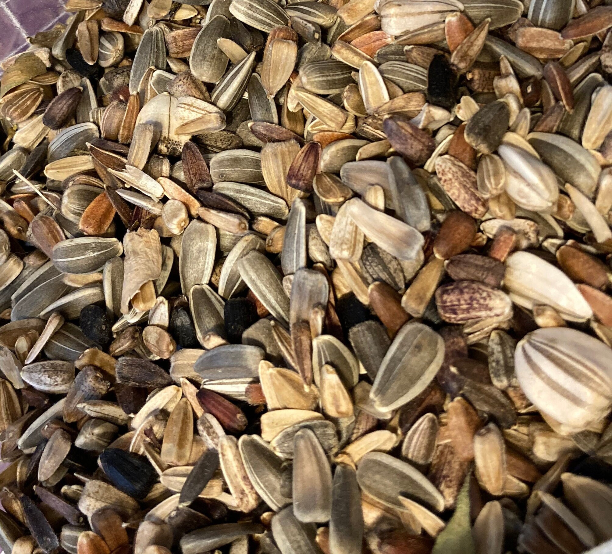 Sunflower Seed Mix Variety Pack - Etsy