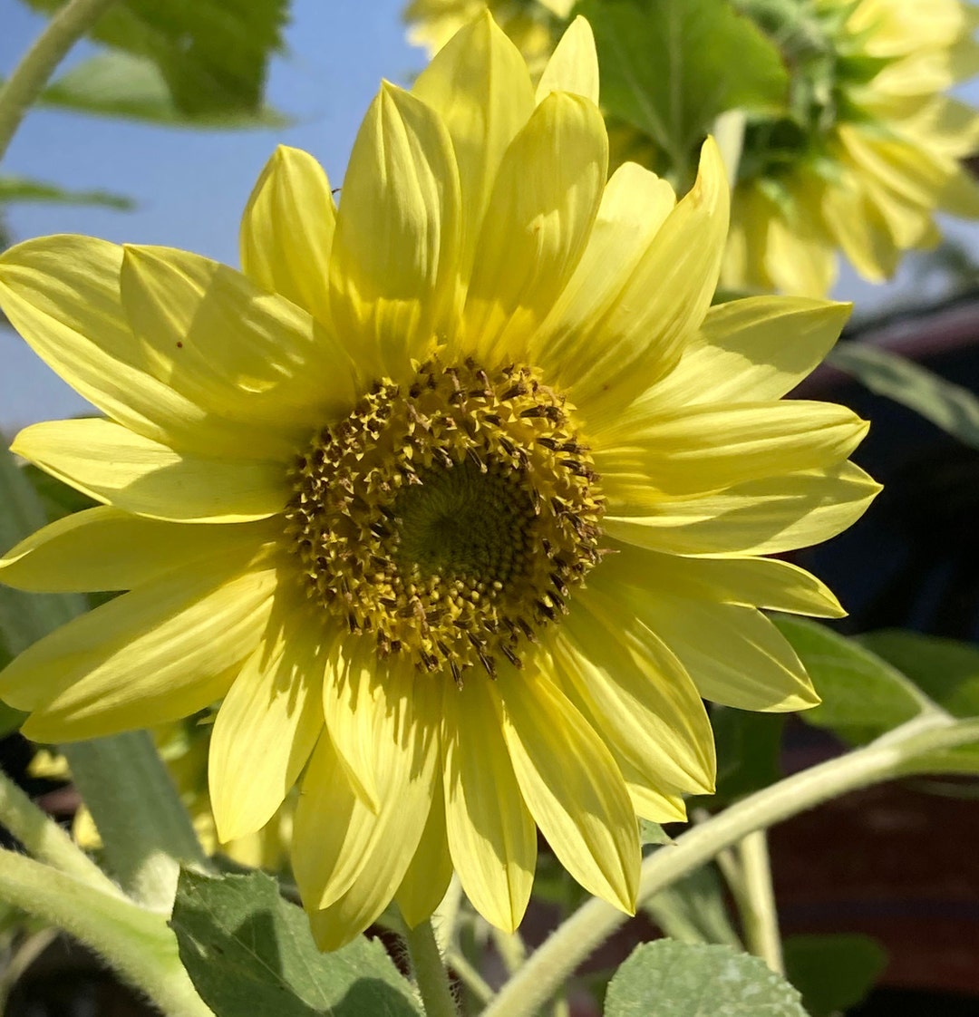 Sunflower Seed Mix Variety Pack - Etsy