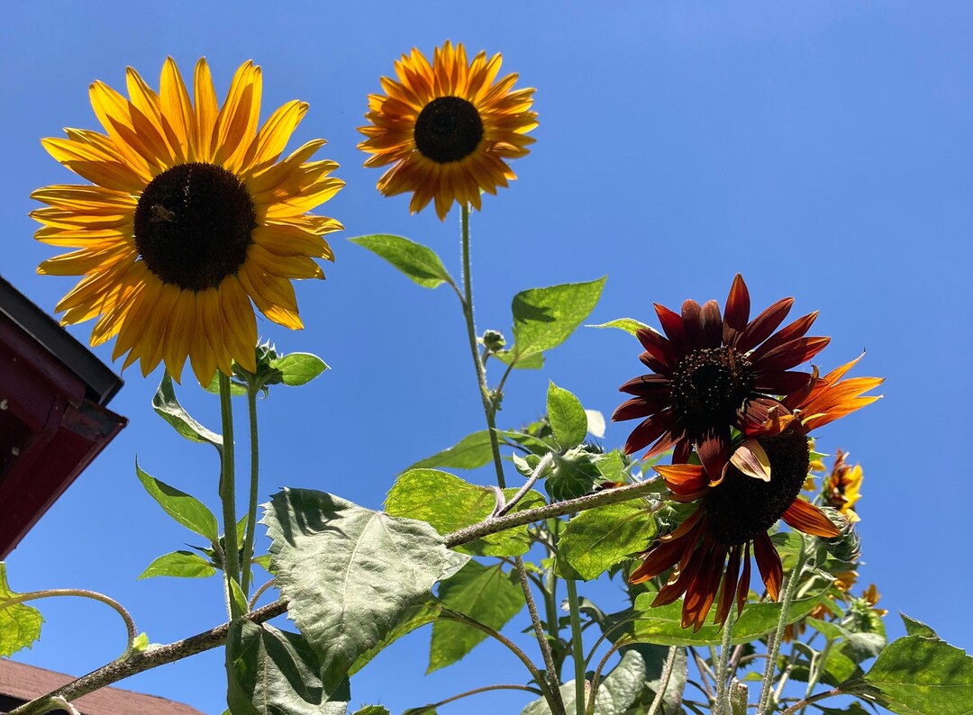 Sunflower Seed Mix Variety Pack - Etsy