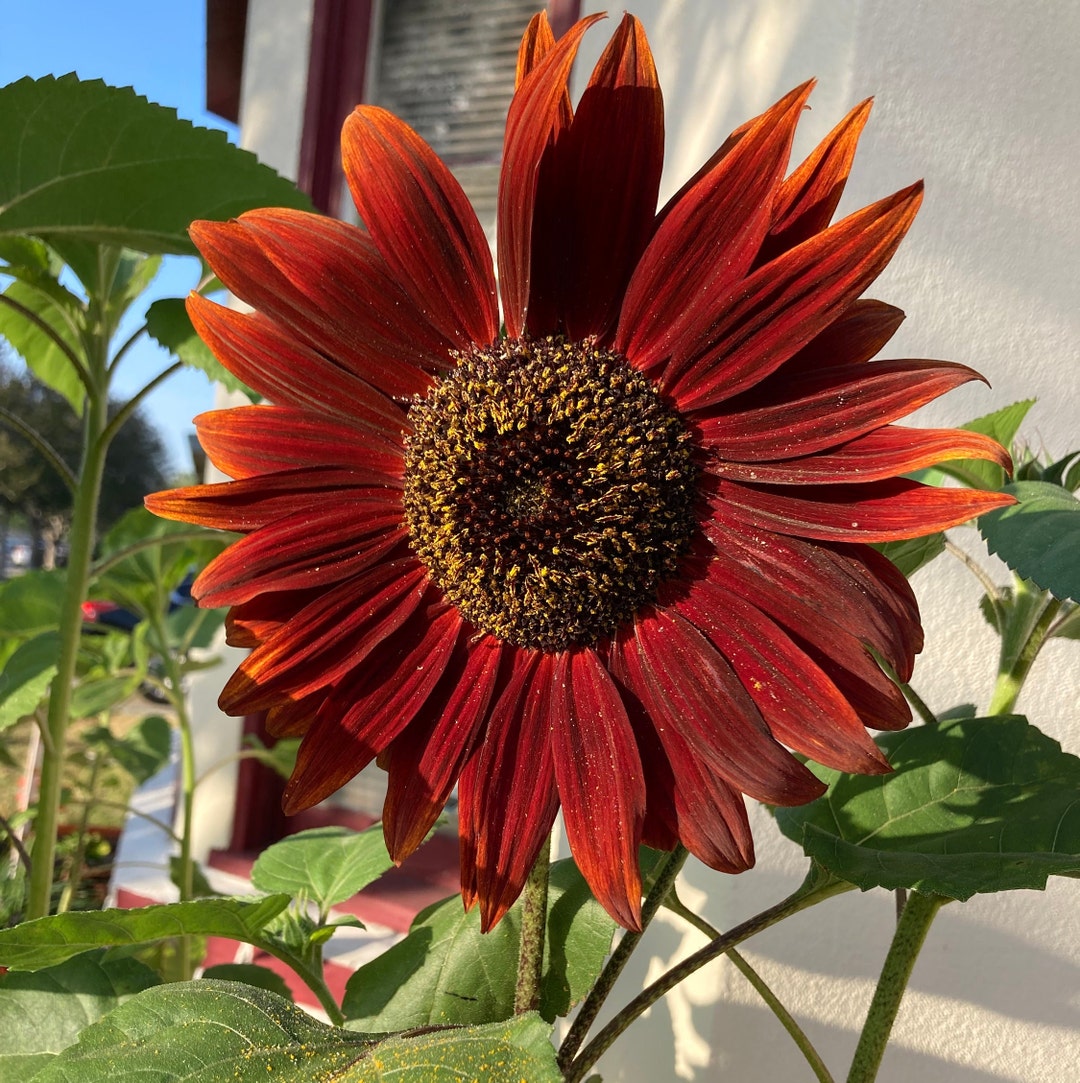 Sunflower Seed Mix Variety Pack - Etsy