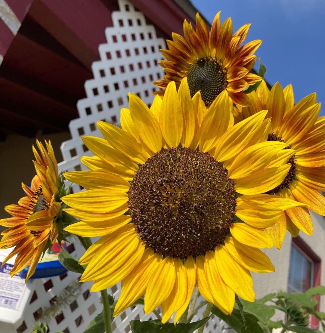 Sunflower Seed Mix Variety Pack - Etsy
