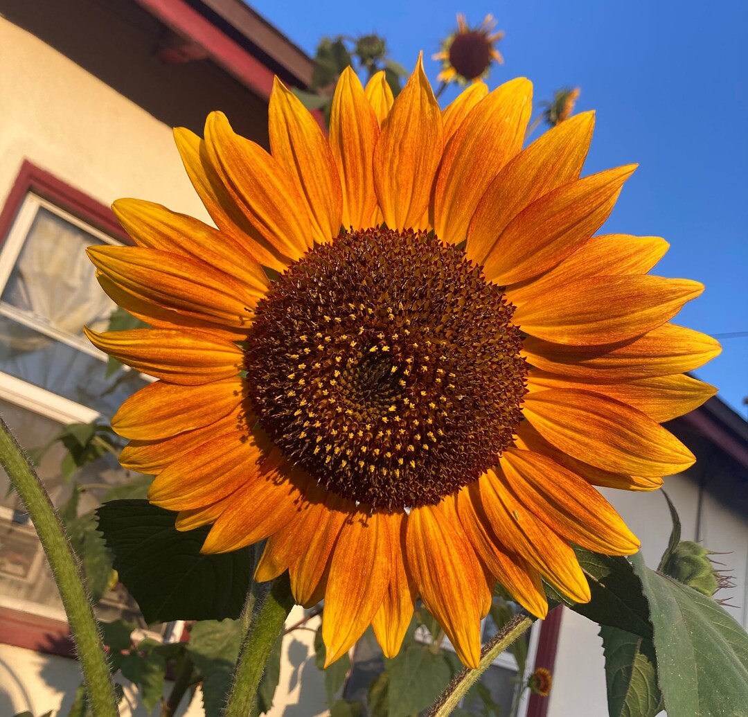 Sunflower Seed Mix Variety Pack - Etsy