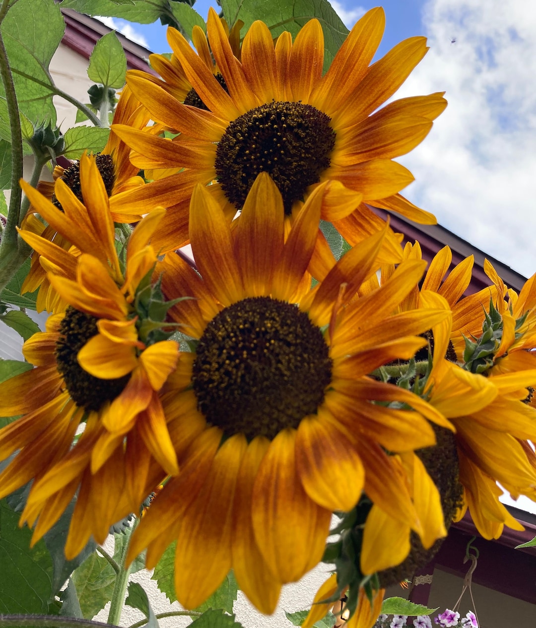 Sunflower Seed Mix Variety Pack - Etsy