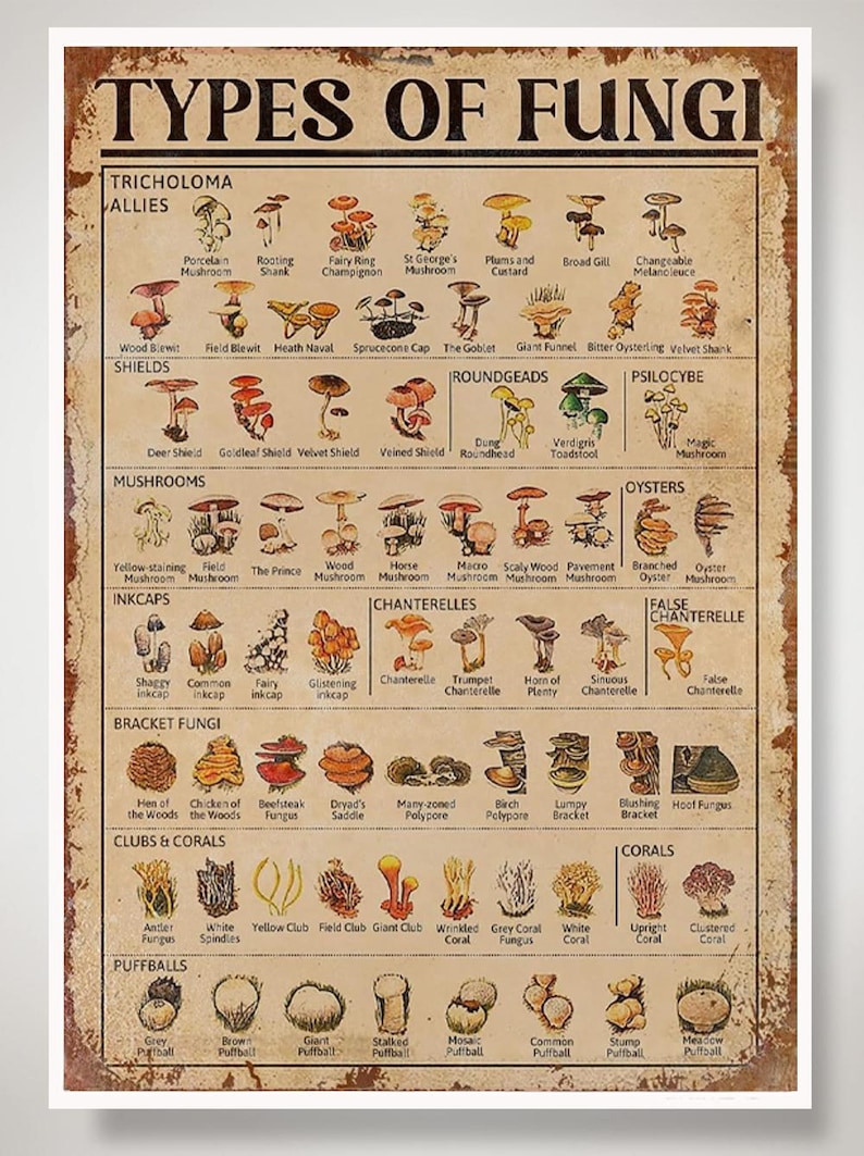 Vintage Mushroom Knowledge Poster, Types of Fungi, Mushroom Art Wall ...