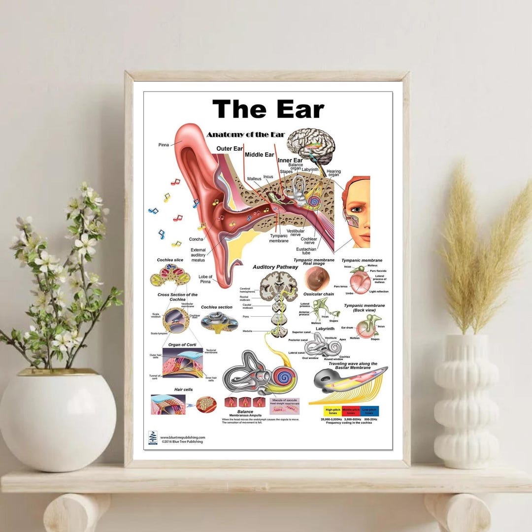 Anatomy of the Ear Poster Human Ear Diagram Print Audiology Education ...