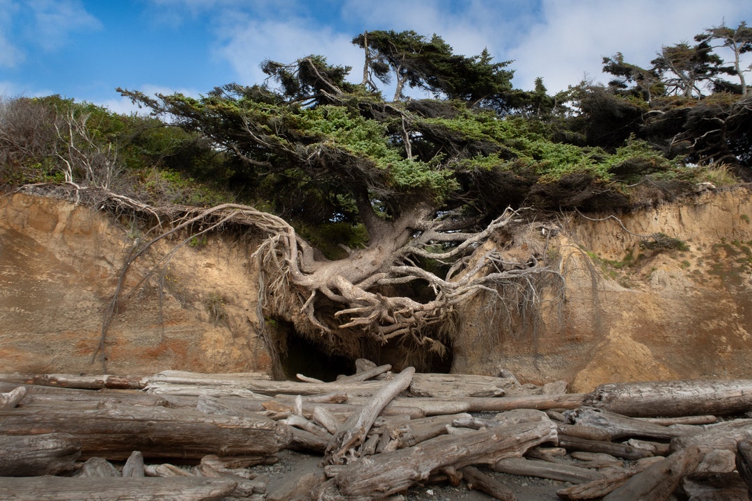 Olympic National Park - Tree of Life - Kalaloch Beach, WA - Etsy