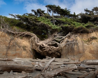 Kalaloch Tree of Life: Print of Original Watercolor Painting ...