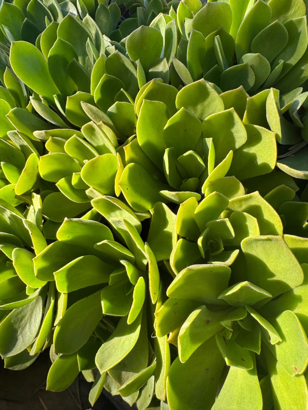 Aeonium Goblin (cutting) - Etsy