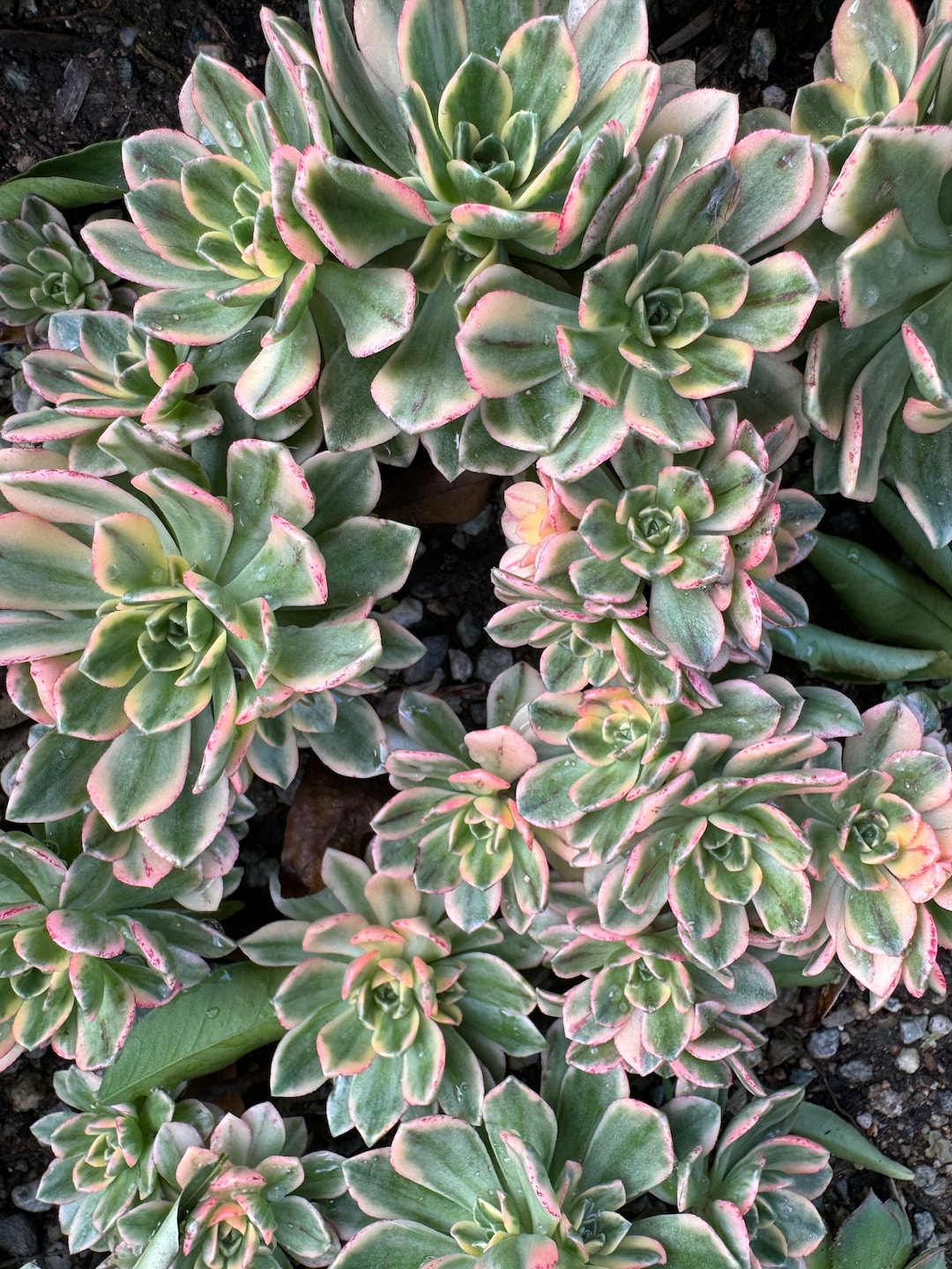 Aeonium Bronze Medal Variegated (rooted) - Etsy
