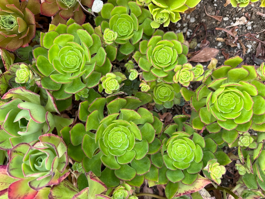 Aeonium Red Edge (rooted) - Etsy