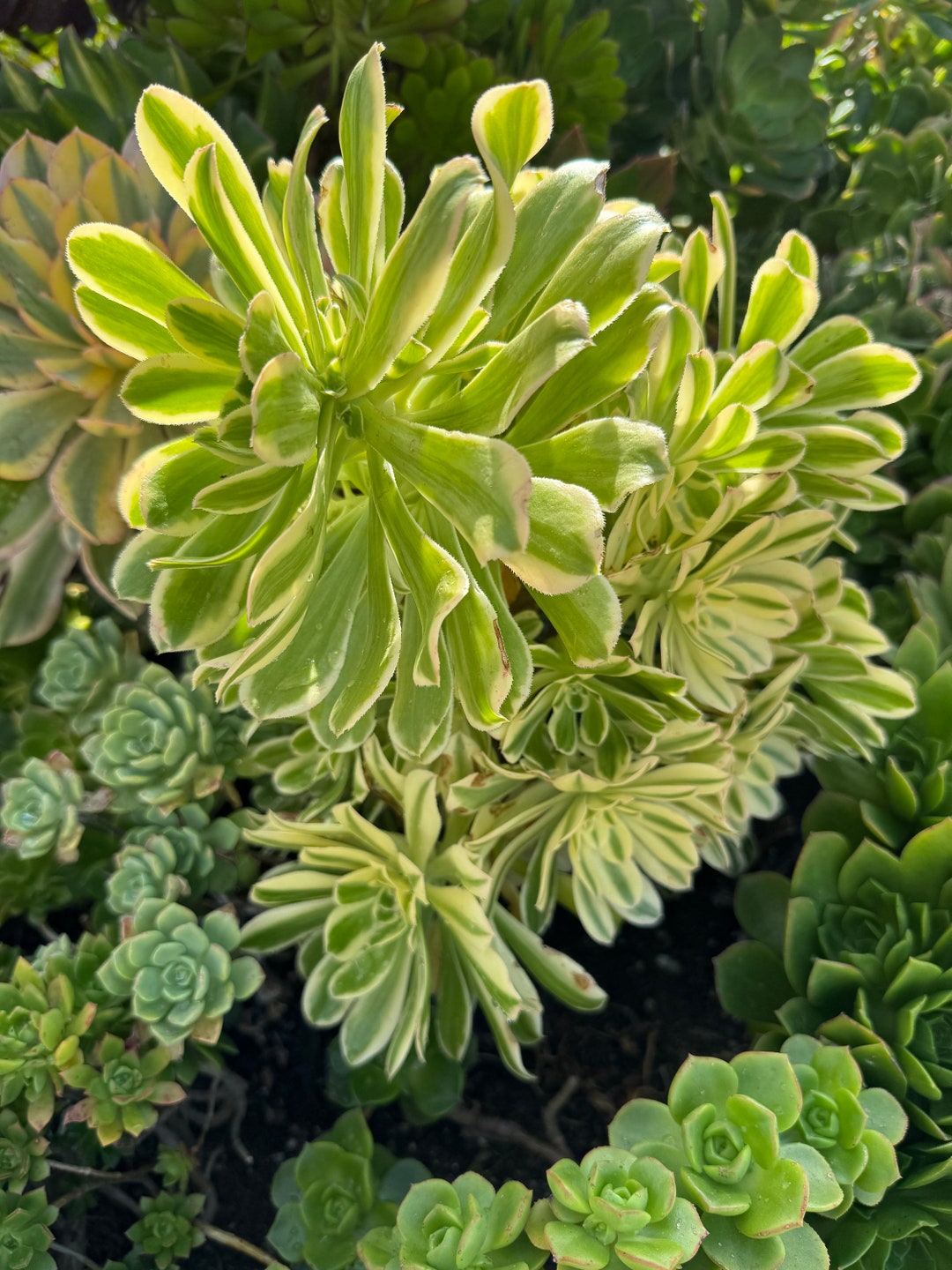 Aeonium Arboreum Variegatum (cutting) - Etsy