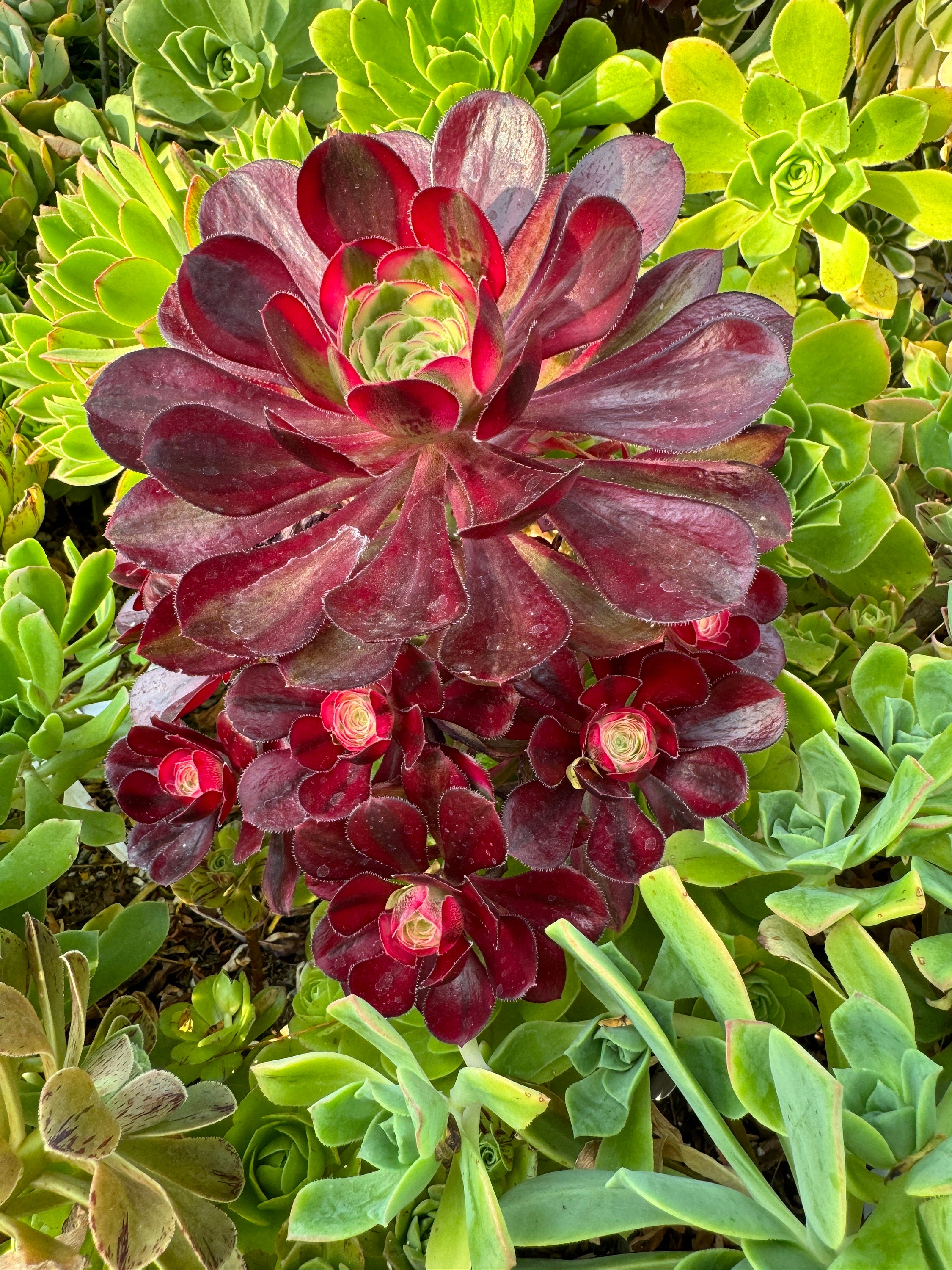 Aeonium Chanel cutting - Etsy