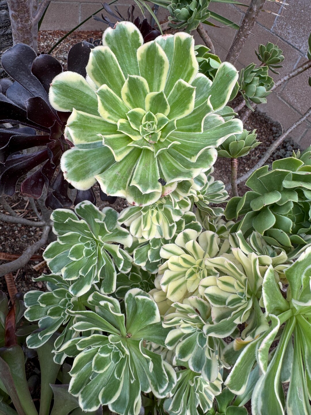 Aeonium Arboreum Variegatum (cutting) - Etsy
