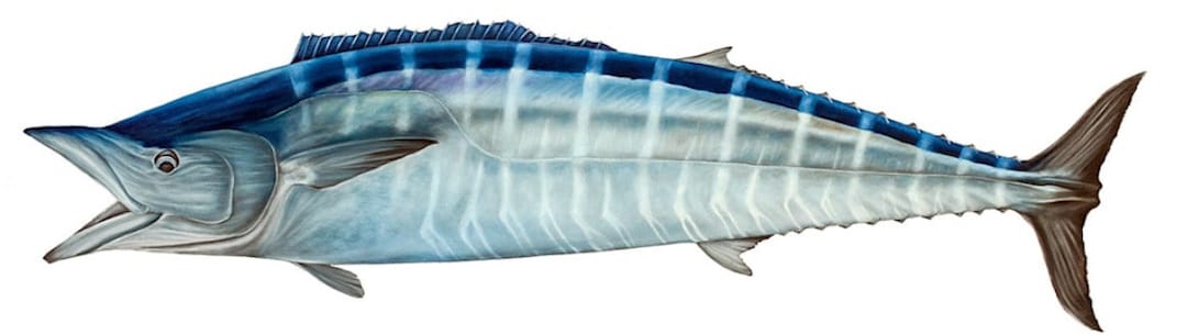 Wahoo Painting, Wahoo Artwork, Coastal Art, Beach House Decor, Nautical ...