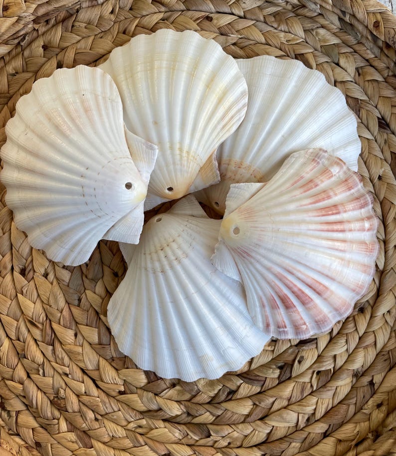 Scallop Shells for Crafts, Predrilled Seashells for Ornaments, Irish ...