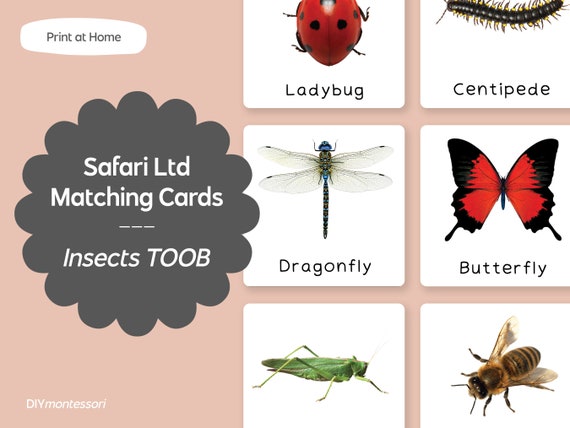 Insects TOOB Safari LTD Matching Montessori Language Cards - Etsy