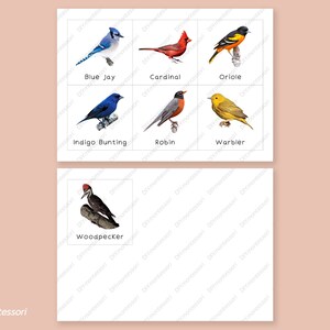 Backyard Birds TOOB - Safari LTD Matching Montessori Language Cards ...
