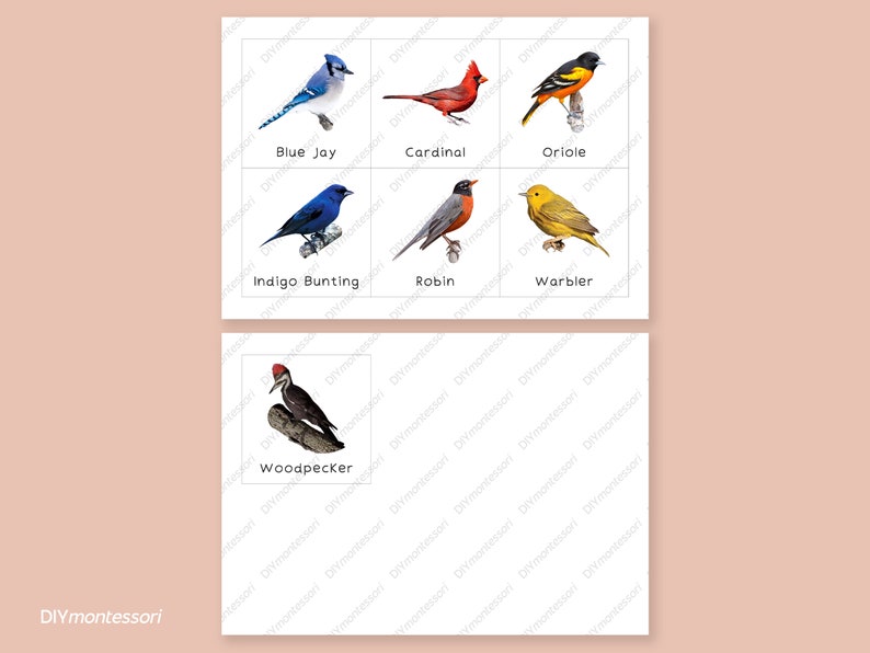 Backyard Birds TOOB - Safari LTD Matching Montessori Language Cards ...