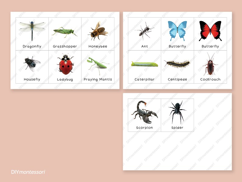 Insects TOOB - Safari LTD Matching Montessori Language Cards ...