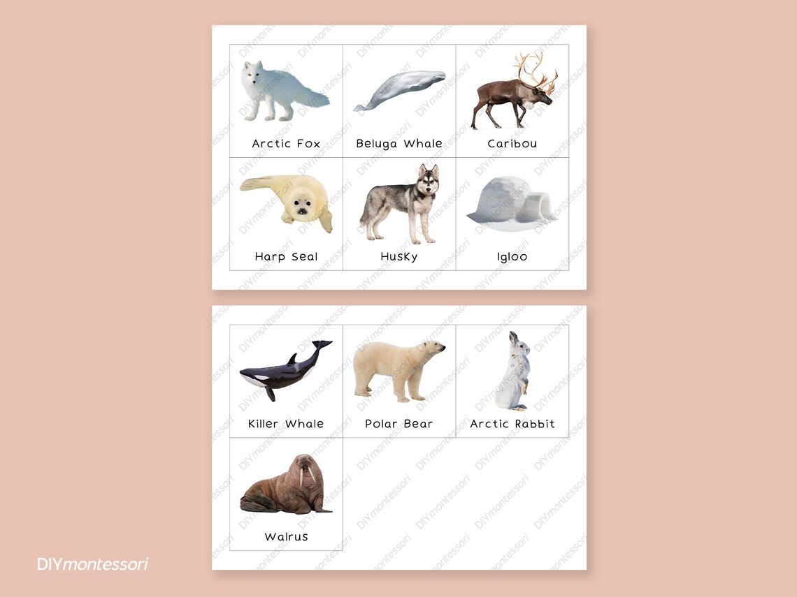 Arctic Animals TOOB - Safari LTD Matching Montessori Language Cards ...
