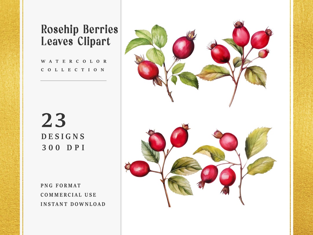 Watercolor Rosehip Berries Leaves Clipart Bundle Printable - Etsy