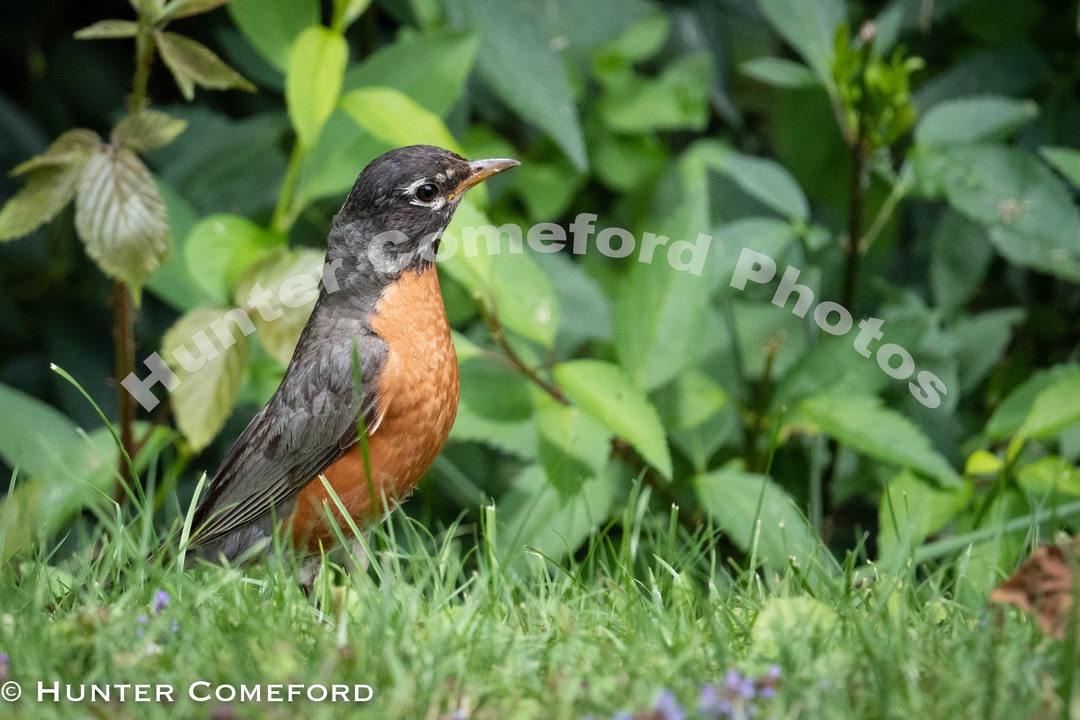 Curious Robin - Etsy