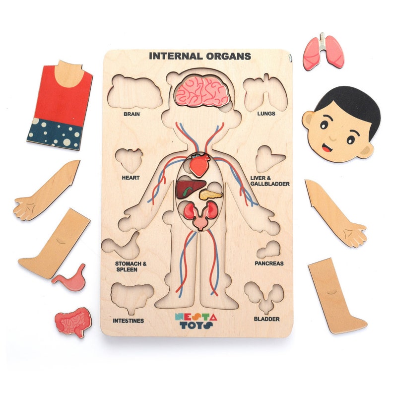 Buy Human Body Internal Organs Wooden Puzzle Online in India - Etsy