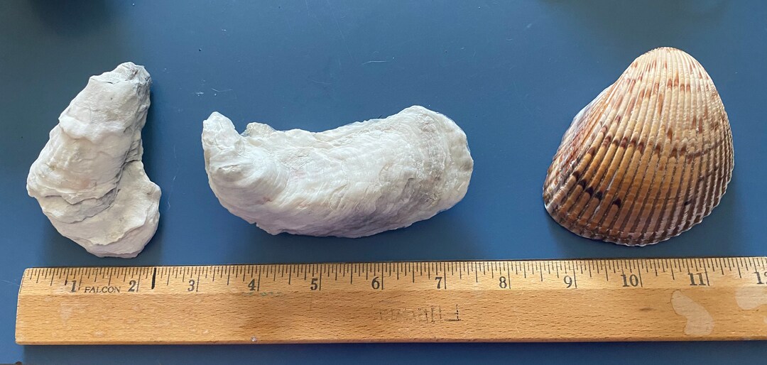 Whales and Ships on Decoupaged Shells - Etsy